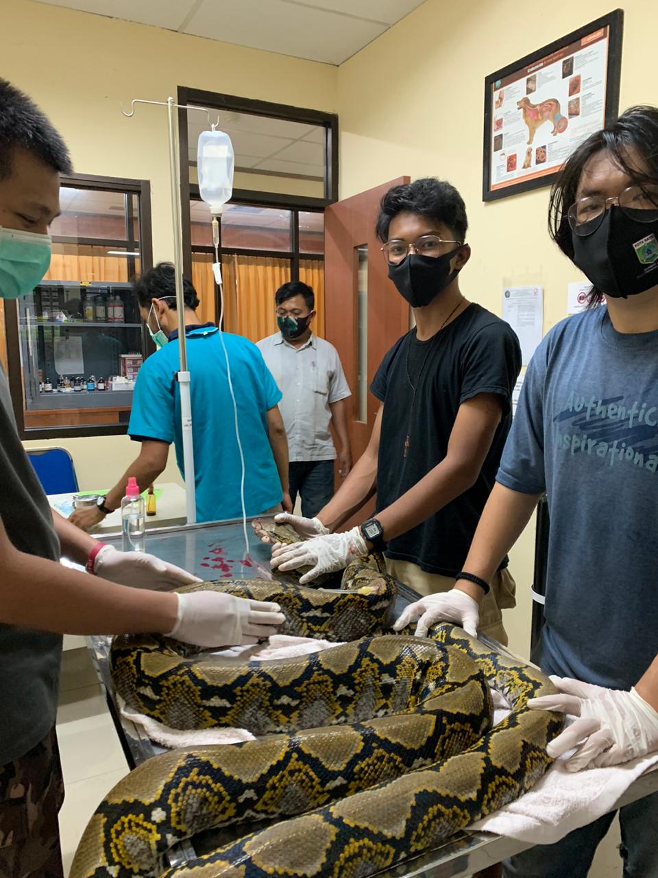 Ular Piton di Taman Rekreasi Kota Malang Terlantar dan Cacat Bibir ...
