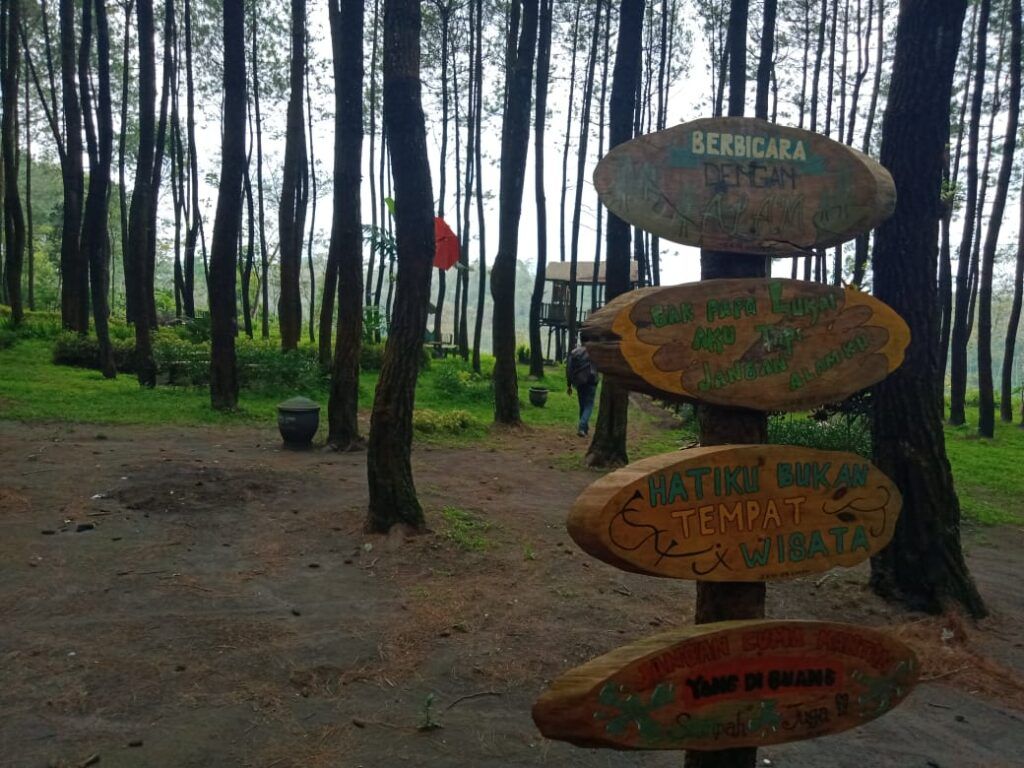 Hutan Pinus Semeru, Surga Tersembunyi Sang Pemburu Sunyi - Tugu Jatim ID