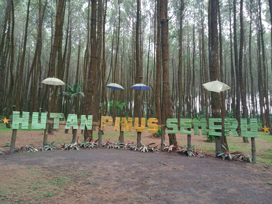 Hutan Pinus Semeru, Surga Tersembunyi Sang Pemburu Sunyi - Tugu Jatim ID