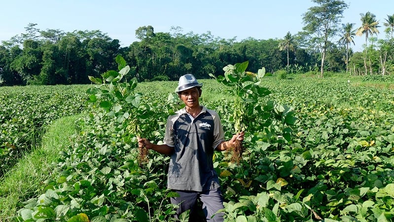 Edamame Jember, Kekuatan si Mungil Hijau Menuju Pasar Global - Tugu ...