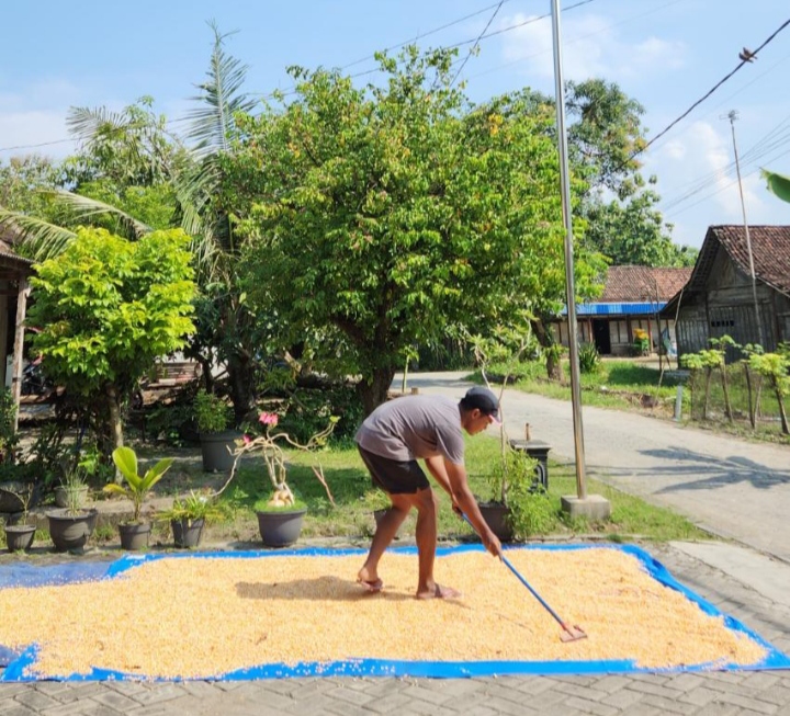 Harga Gabah Naik, Harga Beras di Bojonegoro Masih Stabil - Tugu Jatim ID